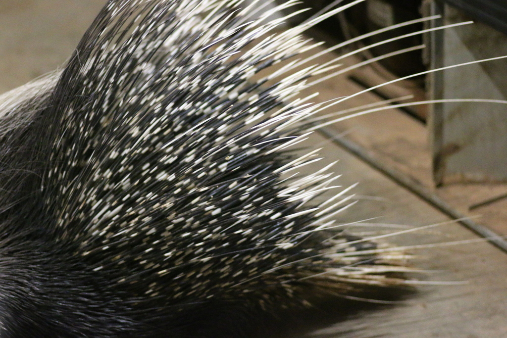 Cape Porcupine from Khomas Region, Namibia on September 17, 2019 at 09: ...
