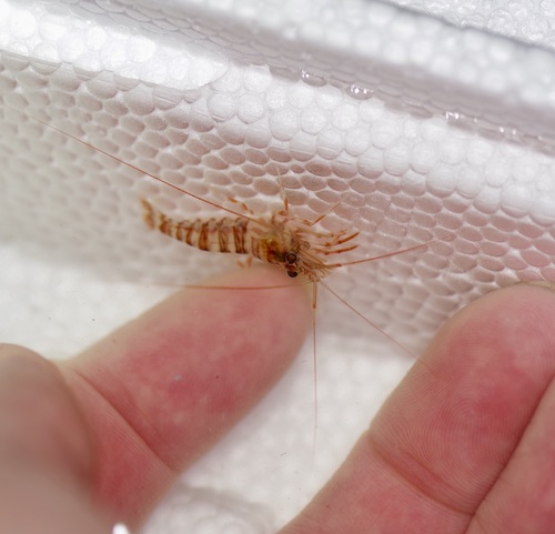 Lysmata hochi · iNaturalist