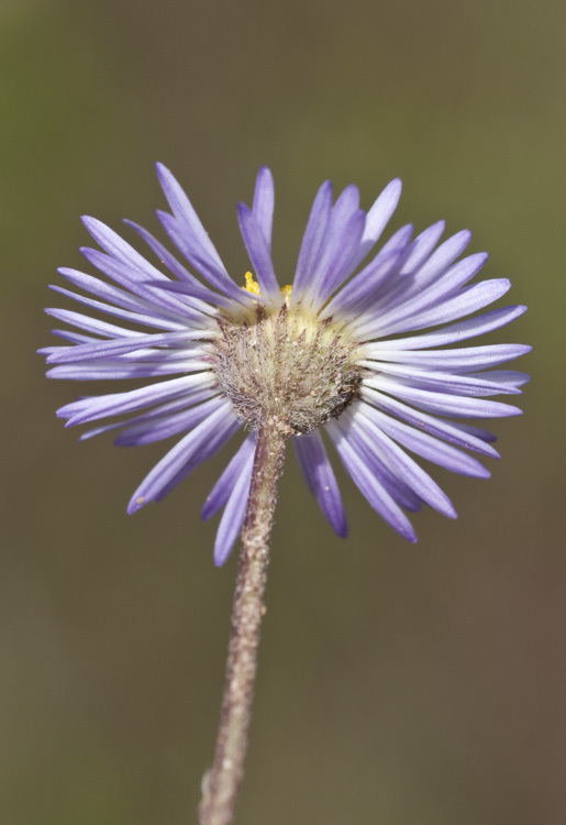 trailing fleabane (Native Forbs and Cactuses of Golden Gate Canyon ...