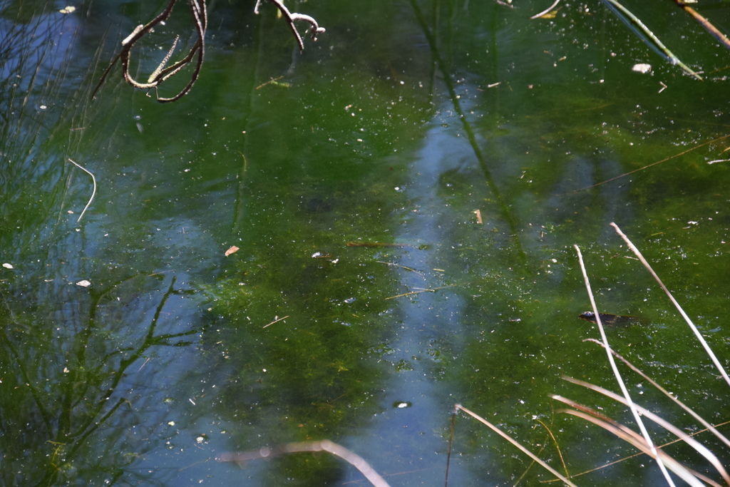 green algae from Sydney NSW, Australia on August 6, 2020 at 10:39 AM by ...