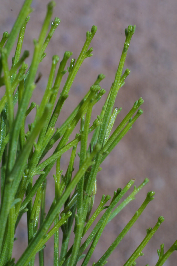 Desert Broom (Plants of Lake Mead National Recreation Area) · iNaturalist
