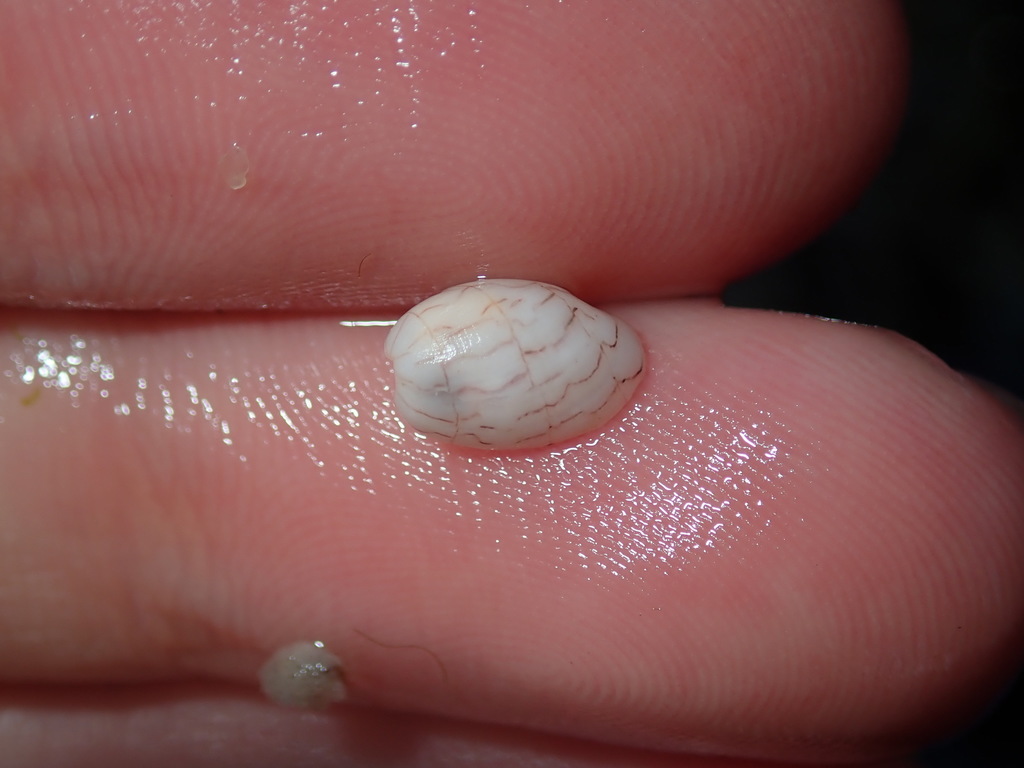 Micromelo from Warringah, New South Wales, Australia on August 6, 2020 ...