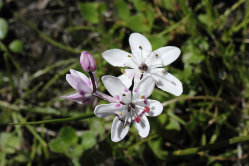 Subspecies Wurmbea biglandulosa biglandulosa · iNaturalist