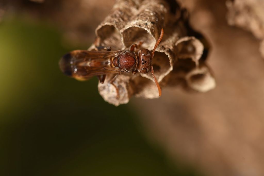 Banded Paper Wasp from Mulund - Airoli Bridge Road, Mulund East, Mumbai ...