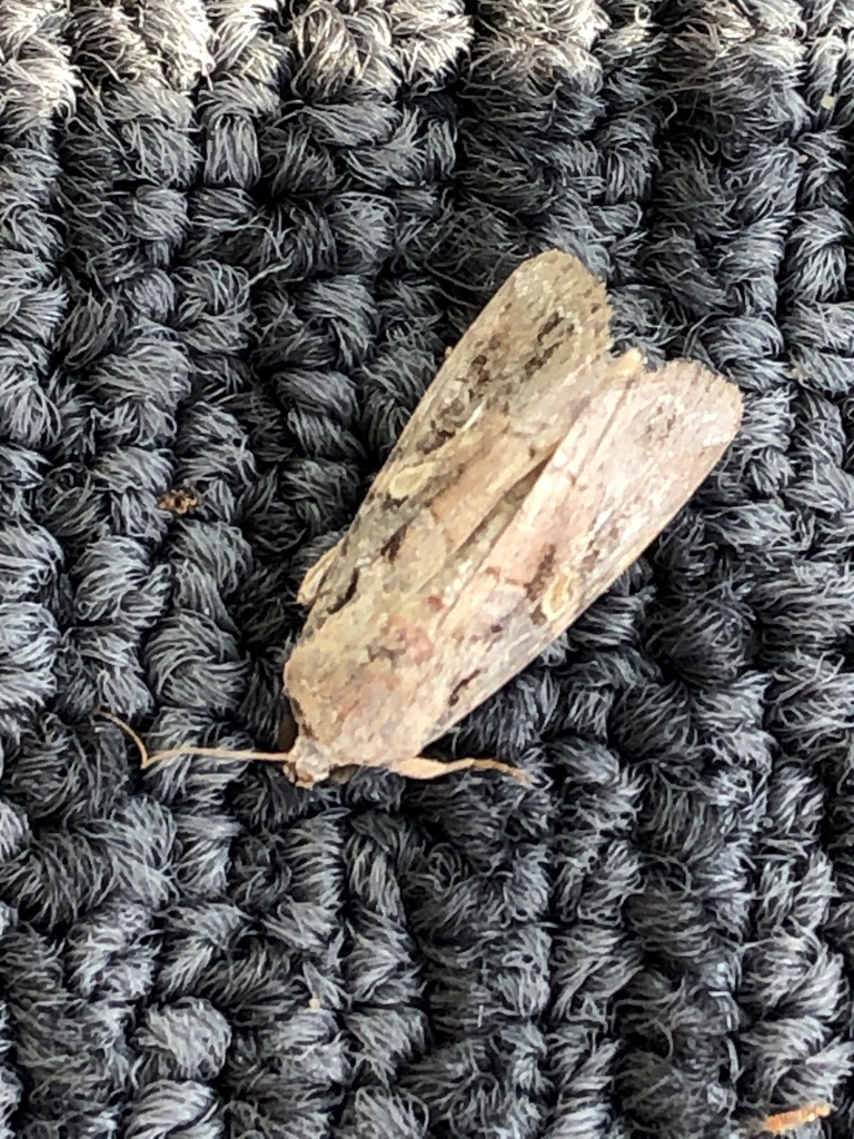 Armyworm Moths from Faust Park Thornhill Home and Historical Village ...