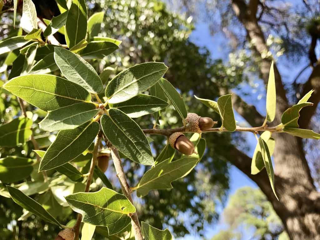 Emory oak (Quercus emoryi) - Botanical Realm