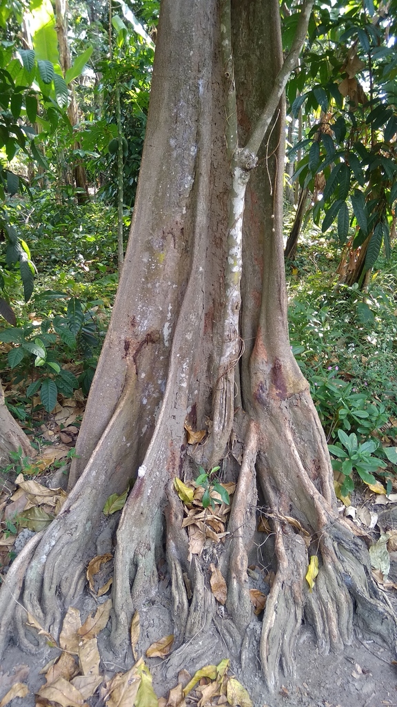 Polynesian chestnut (Inocarpus fagifer) - Botanical Realm