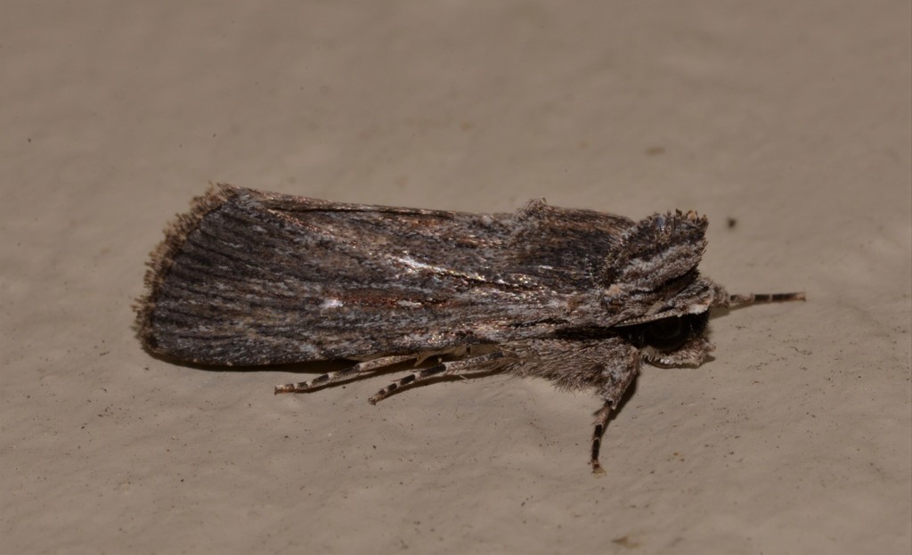 Lantana Stick Moth from Belbowrie Road on August 5, 2020 at 08:10 PM by ...