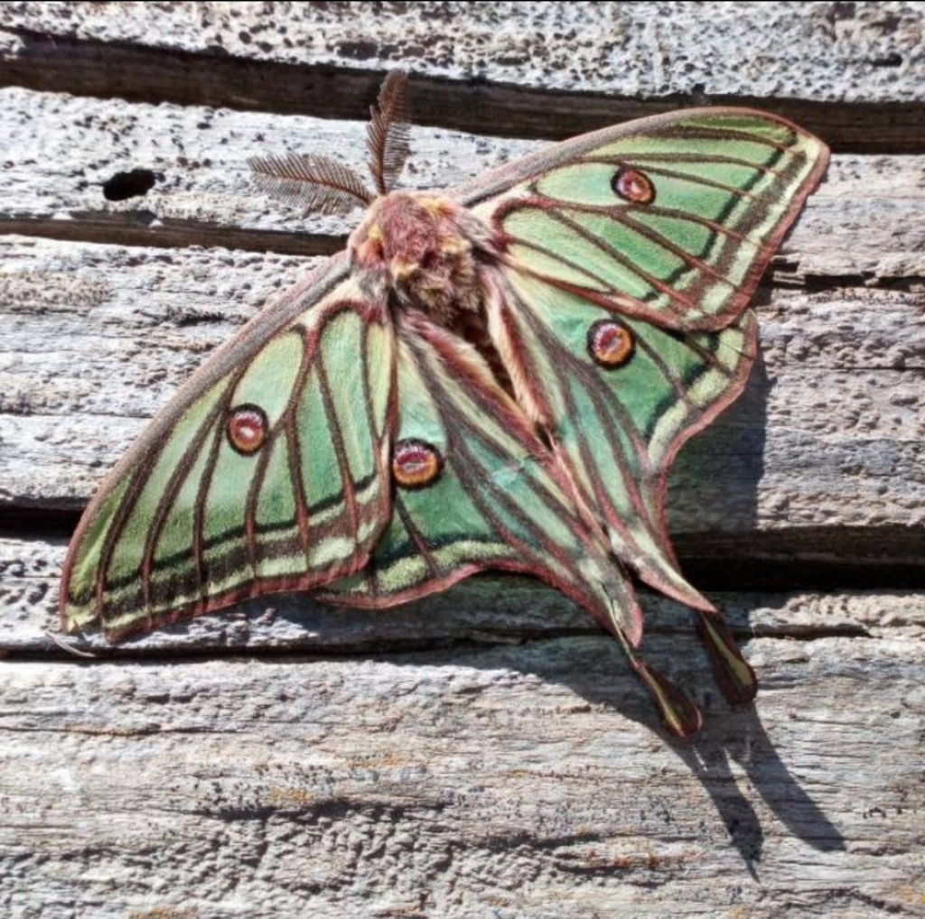 Spanish Moon Moth from Saint-Véran on August 6, 2020 at 03:09 PM by ...