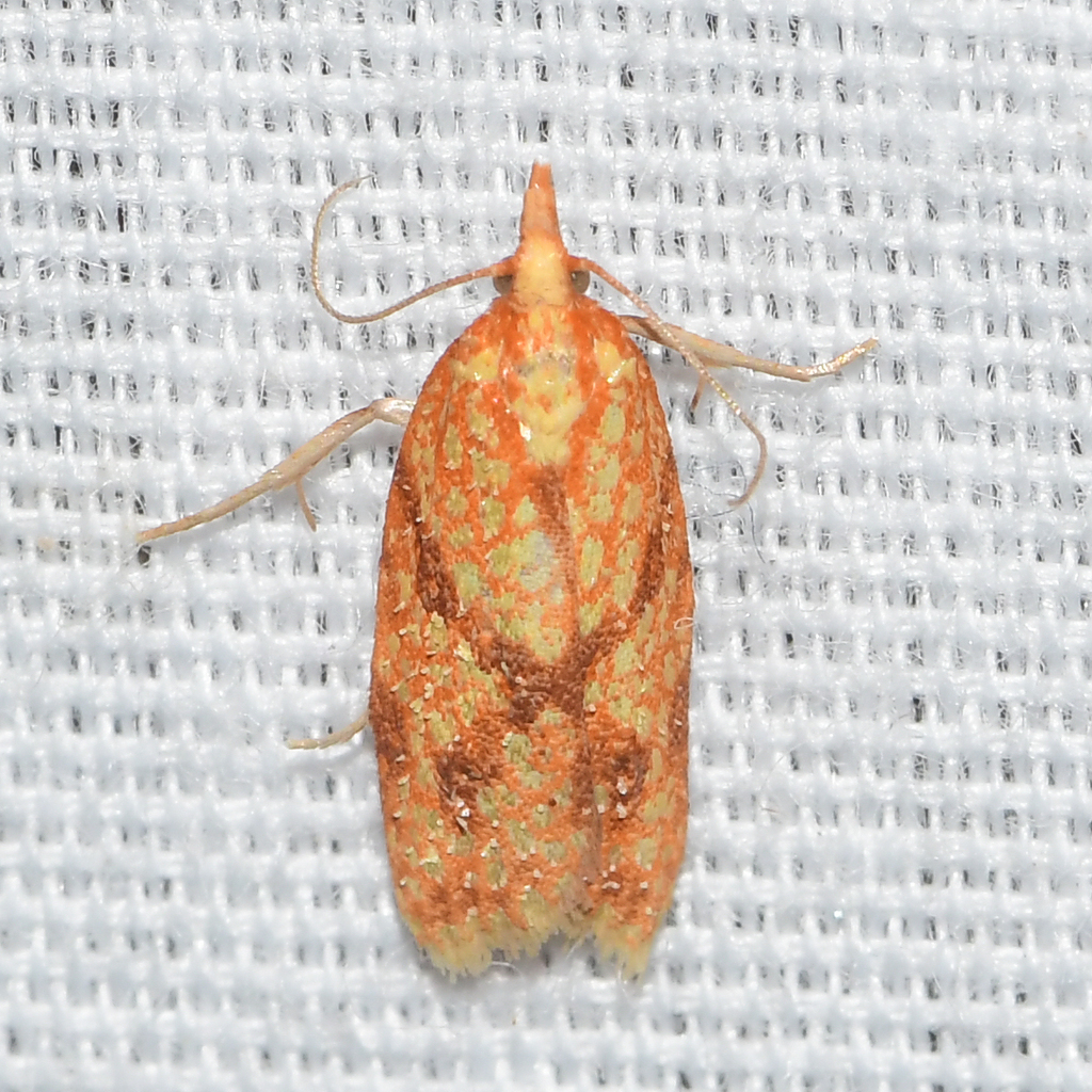 Sparganothis Fruitworm Moth (Casa Tortuga) · iNaturalist