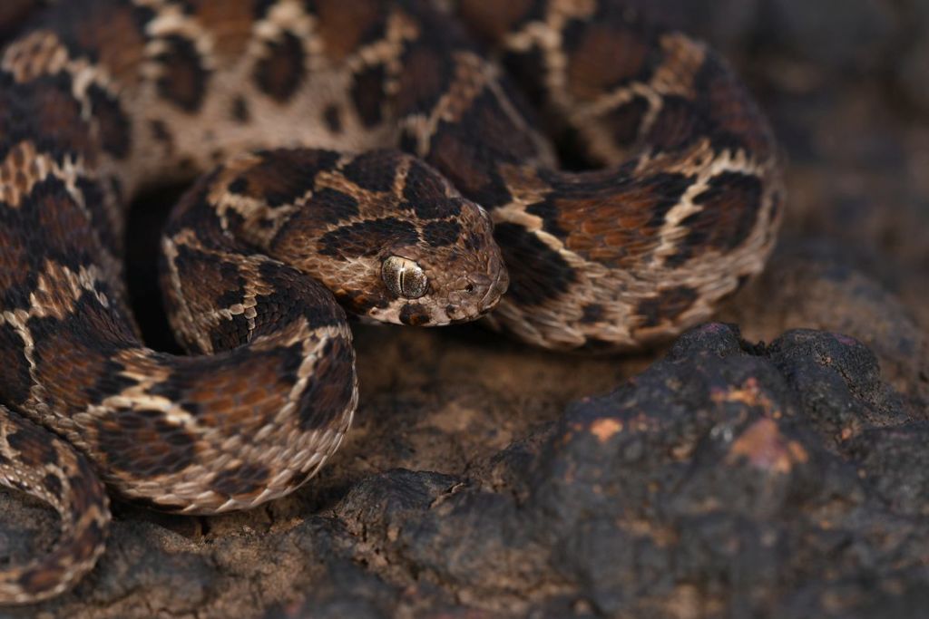 Saw-scaled Viper (Echis carinatus) - Snakes and Lizards