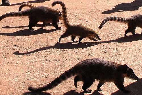 South American Coati (Mammals of Coronado NMem) · iNaturalist