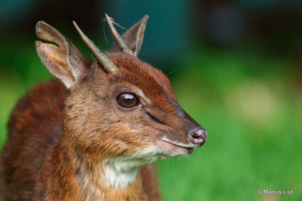 Suni (Nesotragus moschatus) - Know Your Mammals