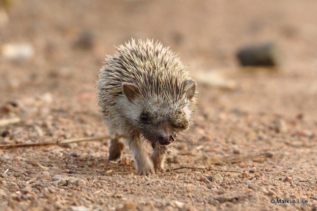 African Hedgehogs (Atelerix) - Know Your Mammals