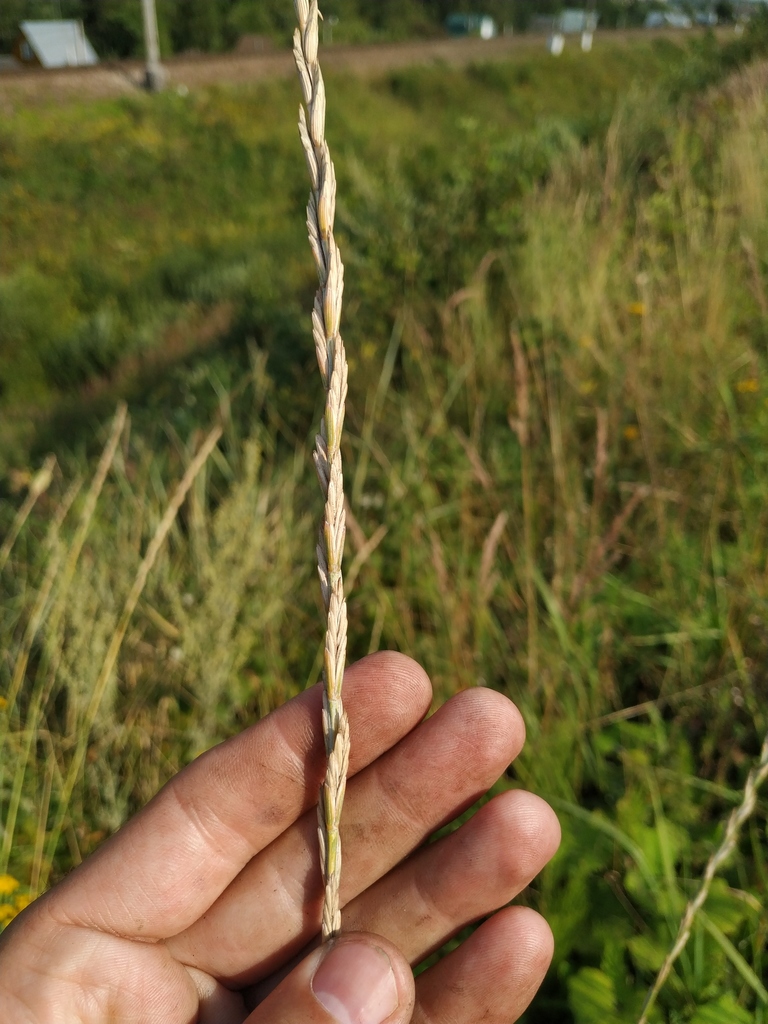 Intermediate Wheatgrass from Бекасово-1, Москва, Россия on August 6 ...