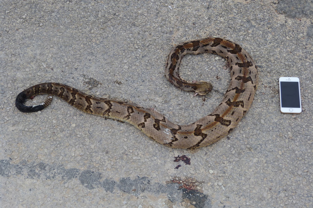 Timber Rattlesnake from Bastrop County, TX, USA on July 4, 2017 at 08: ...