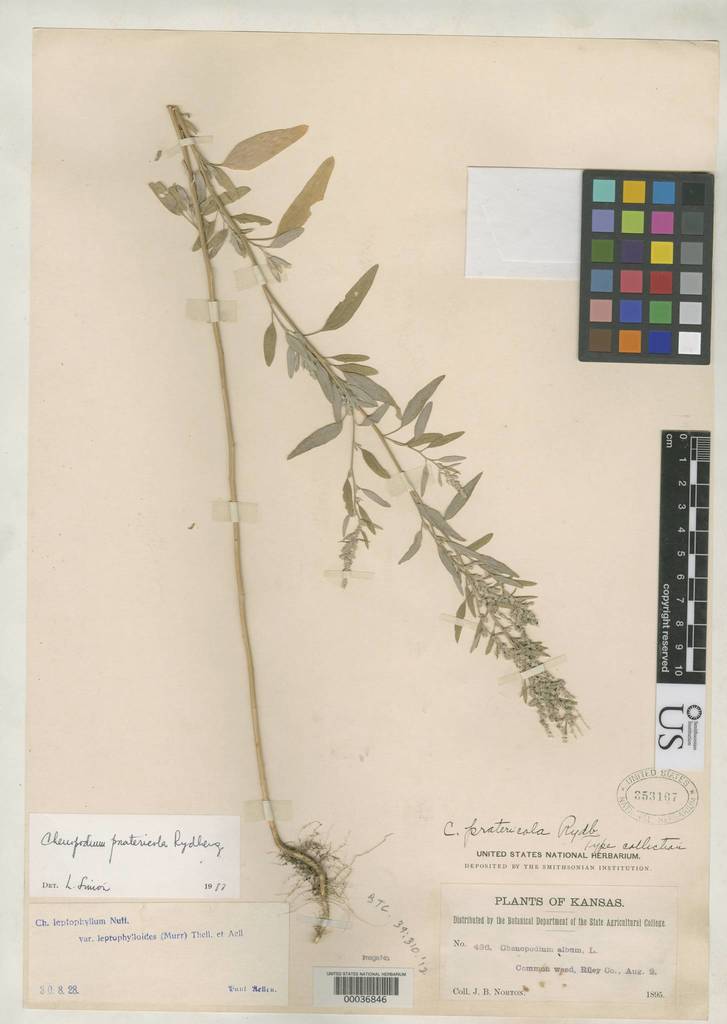 Desert goosefoot (Native Forbs and Cactuses of Golden Gate Canyon State ...