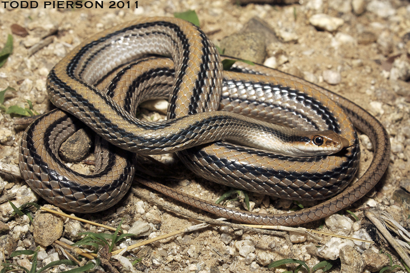 western patch-nosed snake (Reptiles of Chiricahua NM) · iNaturalist