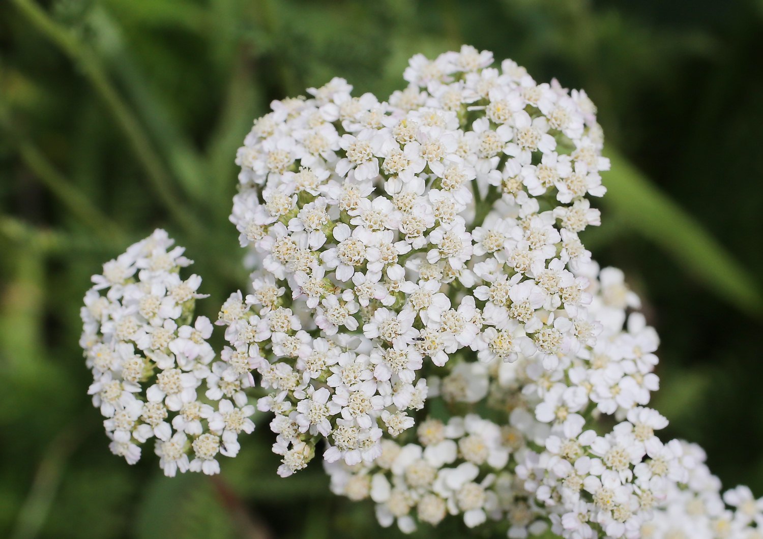 Achillea alpina subsp. alpina