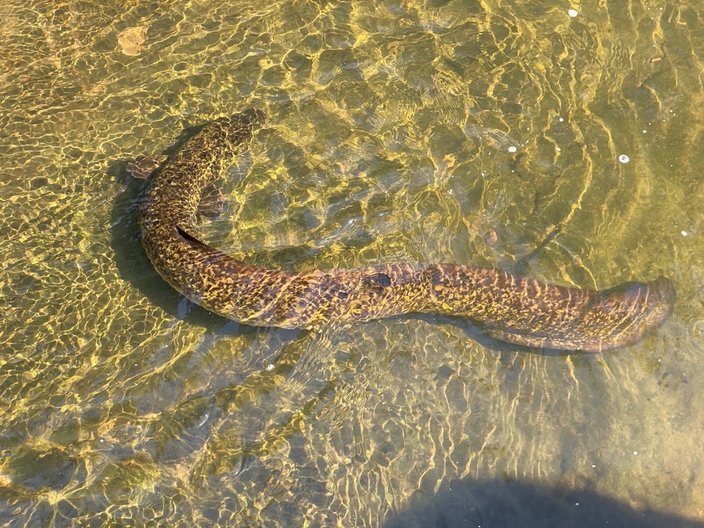 Indian Mottled Eel in April 2020 by shaun_lubbe · iNaturalist