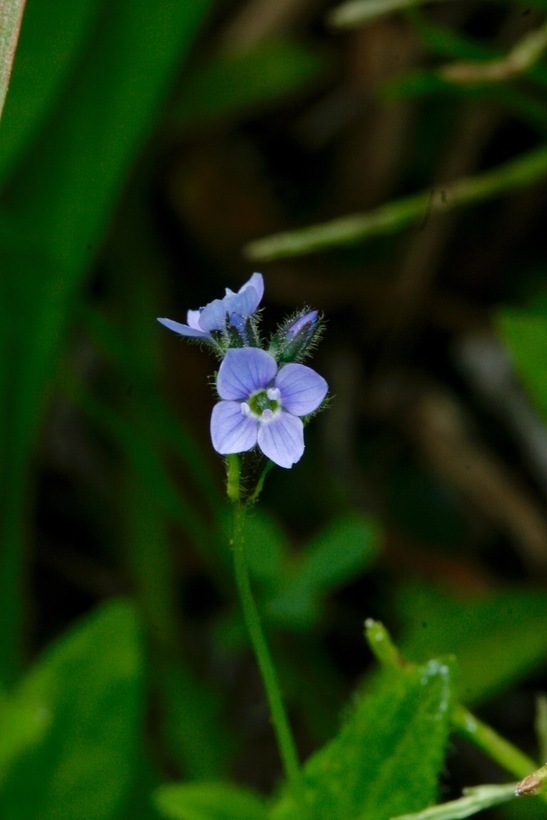 American brooklime (Plants of Arkansas Headwaters Recreation Area ...