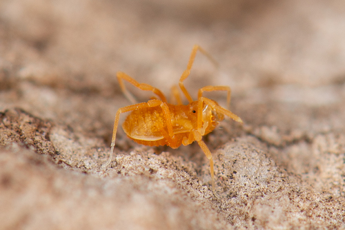 Texella longistyla · iNaturalist