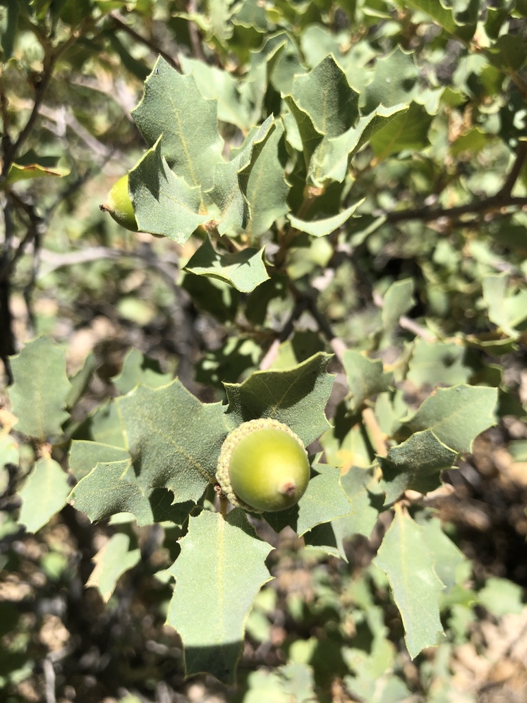 Sonoran scrub oak from Las Vegas, NV, US on August 06, 2020 at 12:02 PM ...