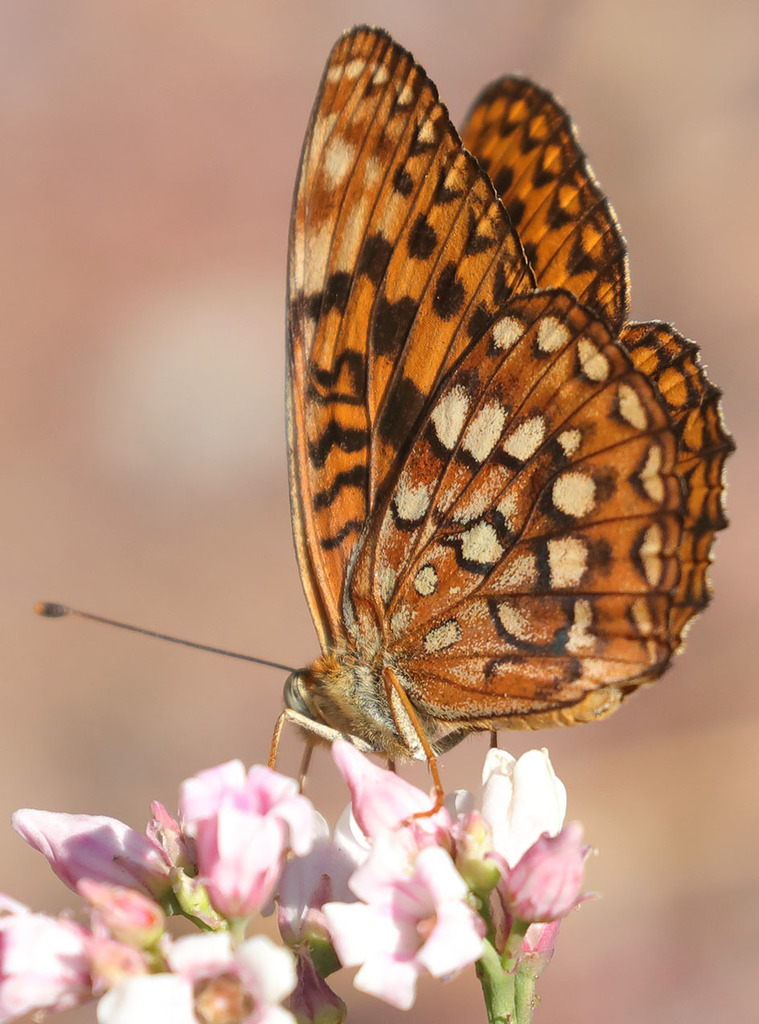 Hydaspe Fritillary (Oregon: Rogue Valley, Klamath Basin, Crater Lake ...