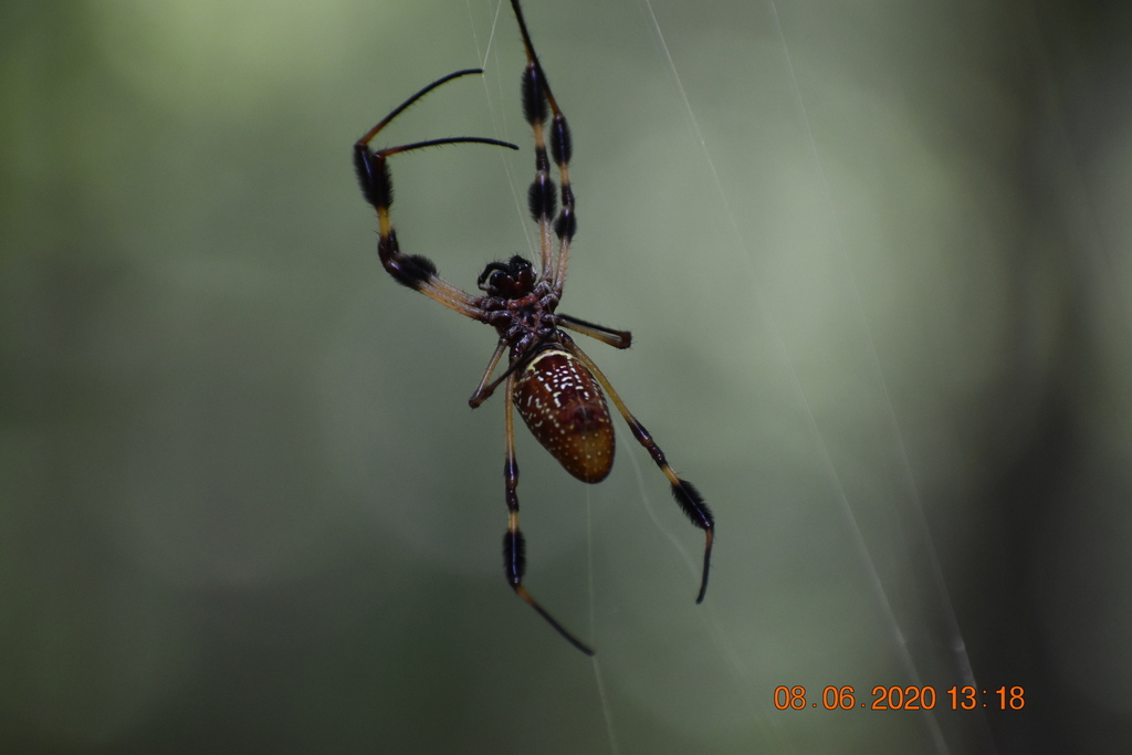 Golden Silk Spider from Cayce, SC, USA on August 6, 2020 at 01:18 PM by ...