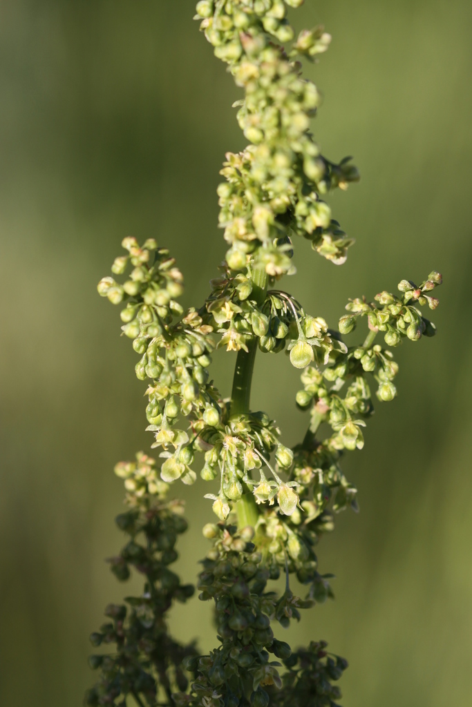 Scottish Dock (Native Forbs and Cactuses of Golden Gate Canyon State ...