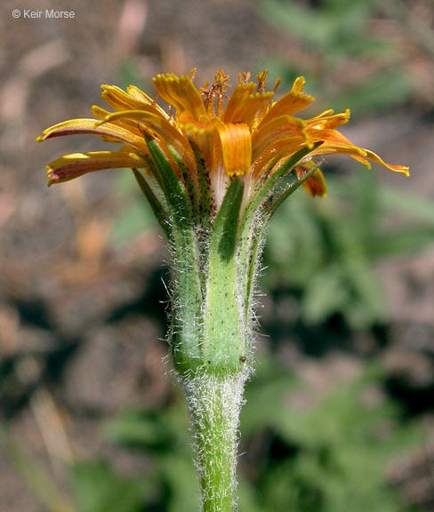 orange agoseris (Native Forbs and Cactuses of Golden Gate Canyon State ...