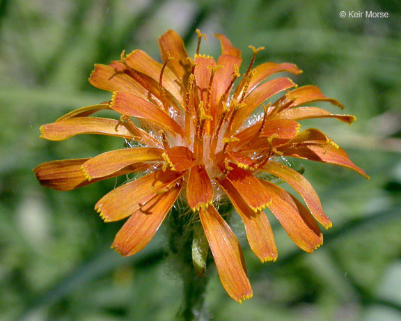 orange agoseris (Native Forbs and Cactuses of Golden Gate Canyon State ...
