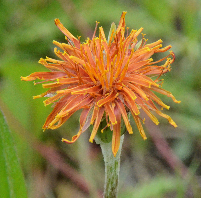 orange agoseris (Native Forbs and Cactuses of Golden Gate Canyon State ...