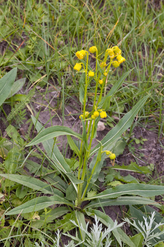 Nodding Ragwort (Native Forbs and Cactuses of Golden Gate Canyon State ...