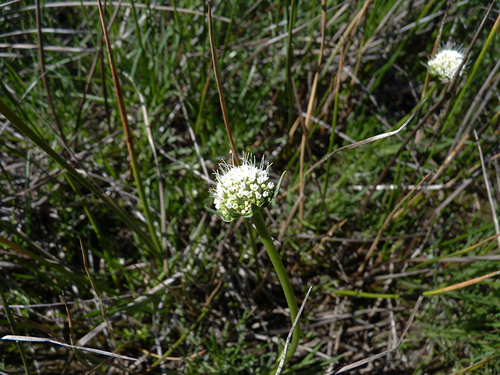 Boopis graminea · iNaturalist