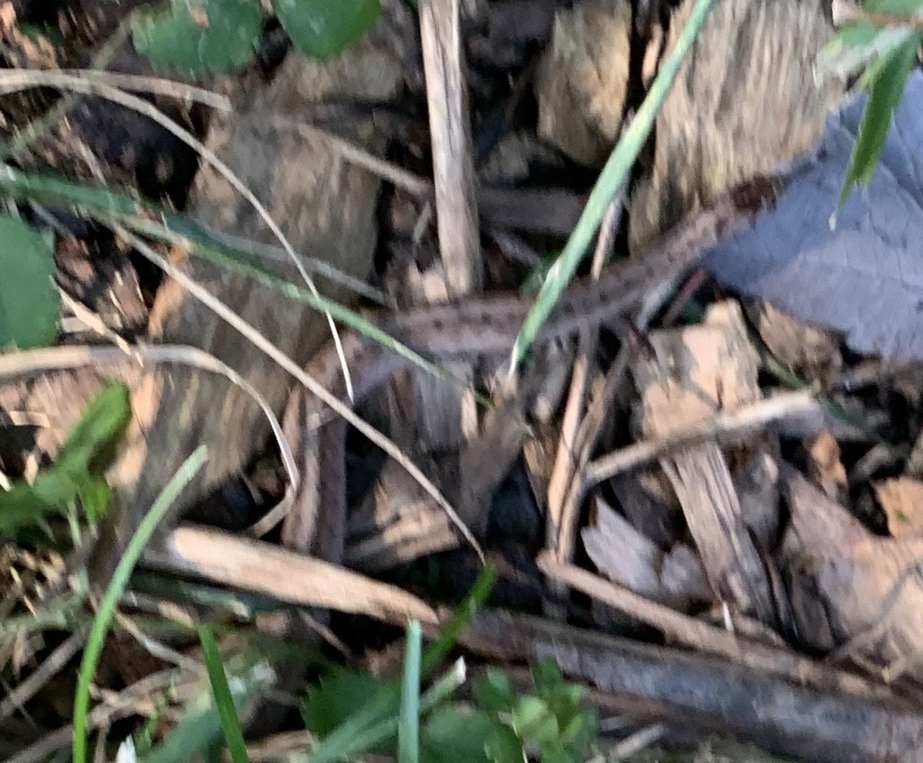 Dekay's Brownsnake from Raymond Ln, Potomac, MD, US on August 05, 2020 ...