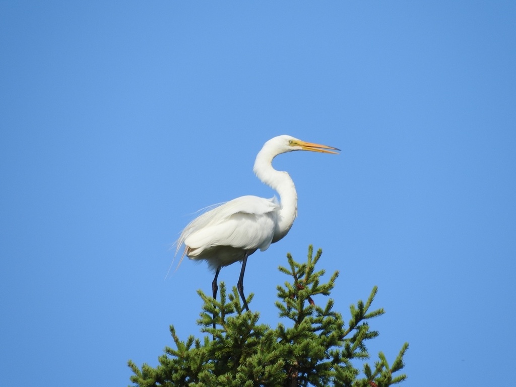 Great Egret from S Albany Point Rd, Presque Isle, MI, US on August 6 ...