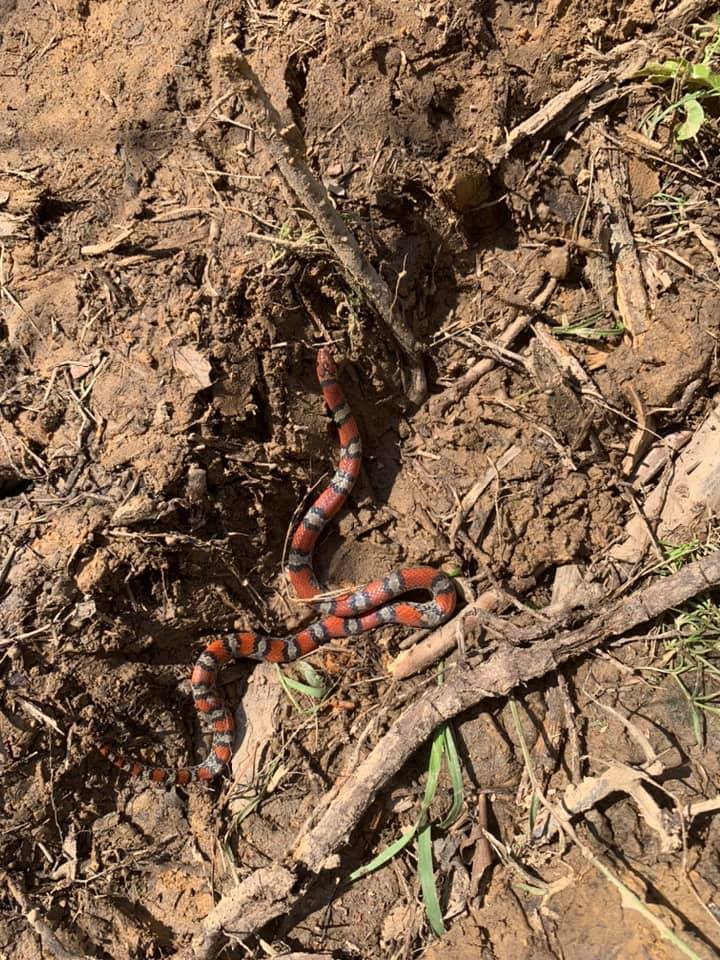 Scarletsnake in August 2020 by Chris Harrison. Found and photographed ...