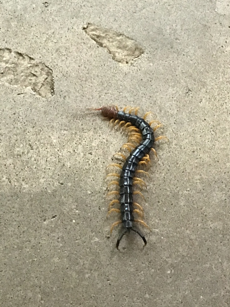 Giant Desert Centipede from Lowry City, MO, US on August 5, 2020 at 04: ...
