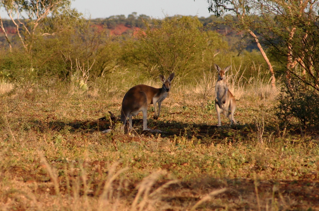 Red Kangaroo from Riveren Access, Buchanan NT 0852, Australia on May 11 ...