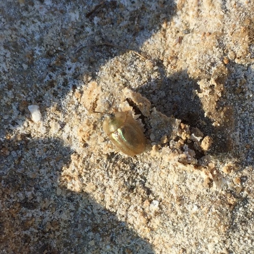 Cassida parvula · iNaturalist