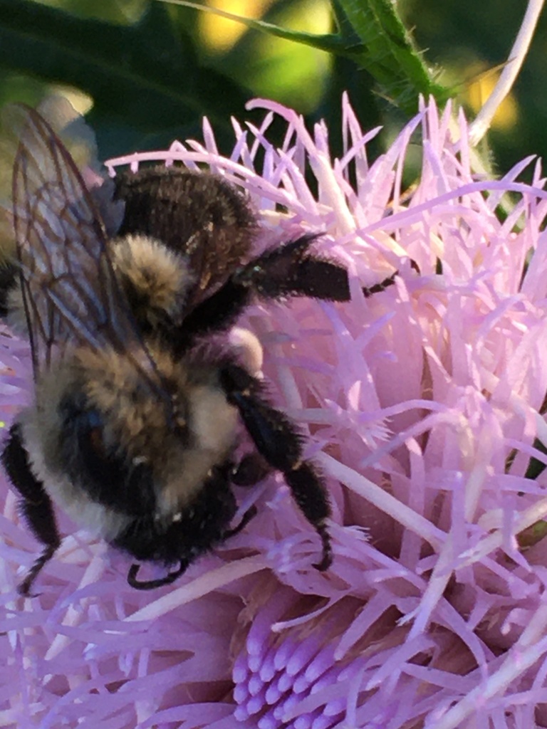 Common Eastern Bumble Bee from Jackson St NE, Ham Lake, MN, US on ...