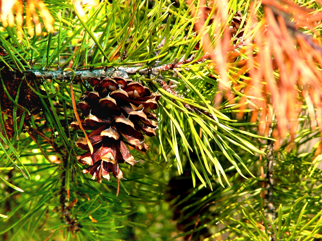 Virginia pine (Pinus virginiana) - Botanical Realm