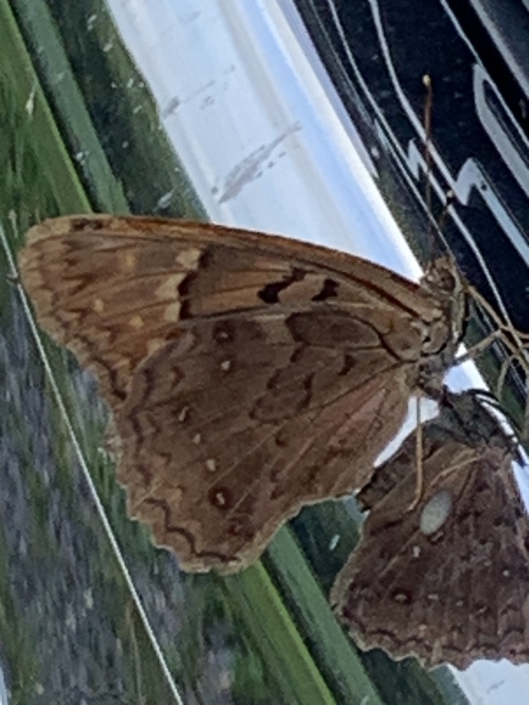 Tawny Emperor from PA-147, Herndon, PA, US on August 6, 2020 at 05:56 ...