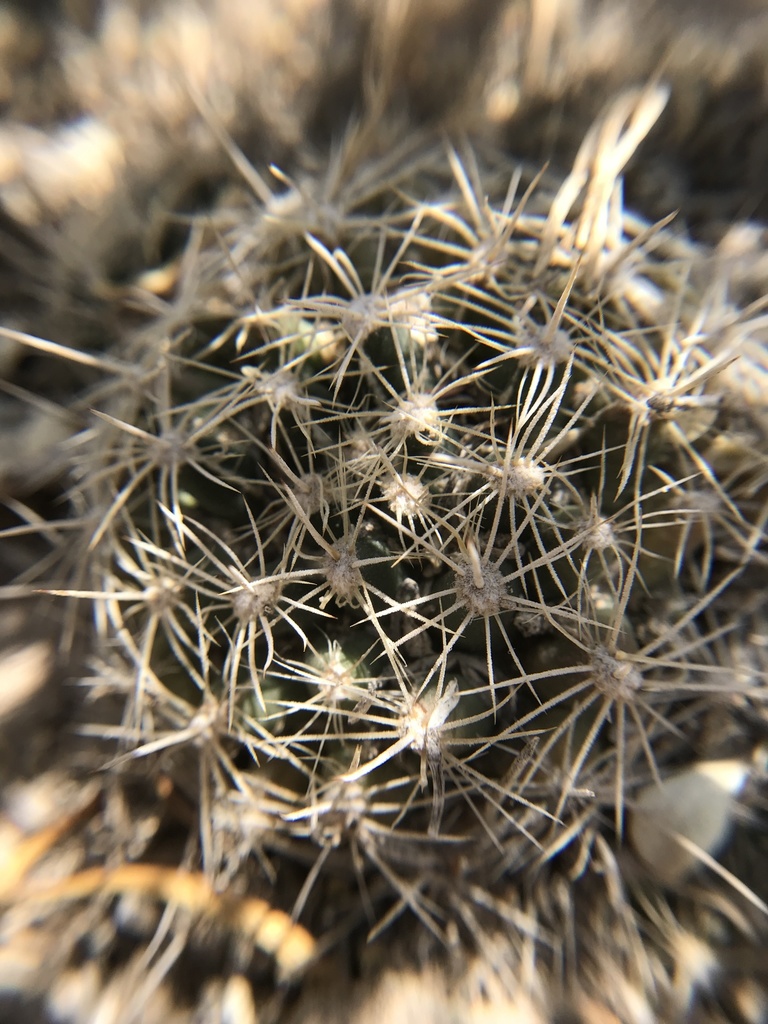 Missouri Foxtail Cactus from Whitewater, CO, US on August 5, 2020 at 12 ...