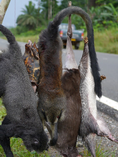 Cercopithecus pogonias Bennett, 1833
