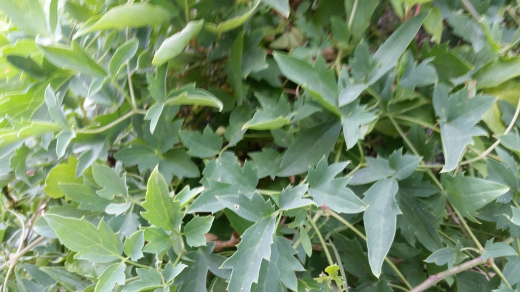Chinese Clematis (Noxious Weeds of Colorado) · iNaturalist