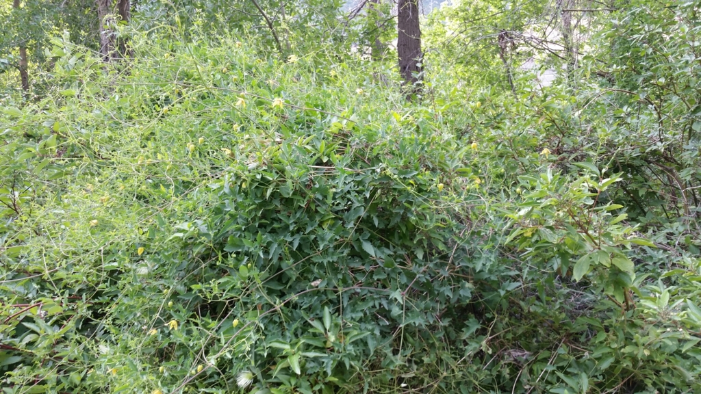 Chinese Clematis (Noxious Weeds of Colorado) · iNaturalist