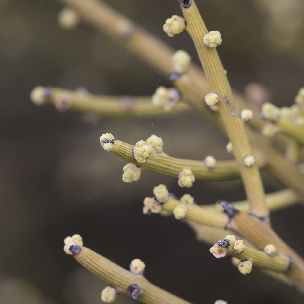 Leafless Ballart (Exocarpos aphyllus) - Botanical Realm