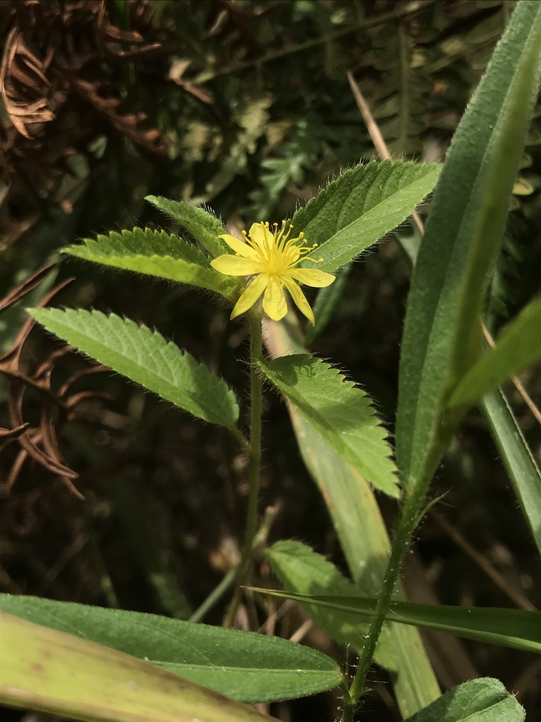 (Corchorus) - Botanical Realm